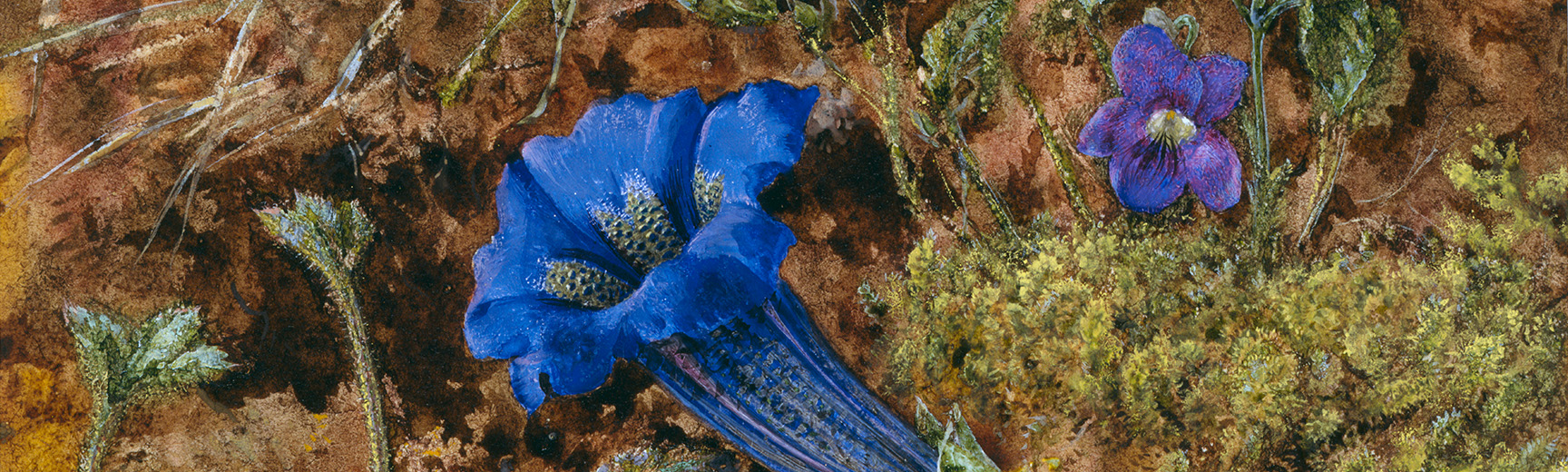 WORLD IN COLOUR SEASON | Ashmolean Museum